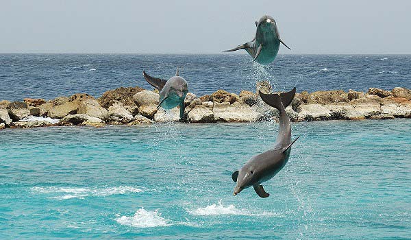 Curaçao, Dolphin Suites Hotel **** » Behindertengerechte ...